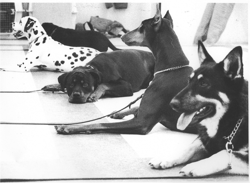 Dog Training in Colorado Springs - Mutt Masters